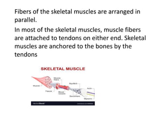 MUSCULAR SYSTEM AND ITS COMPONENTS | PPTX