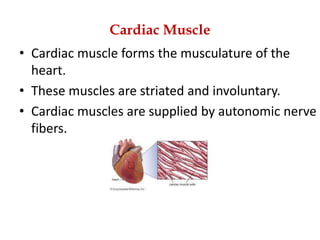 MUSCULAR SYSTEM AND ITS COMPONENTS | PPTX