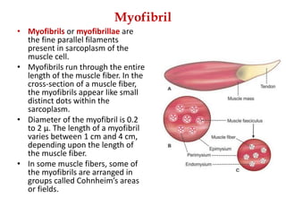 MUSCULAR SYSTEM AND ITS COMPONENTS | PPTX