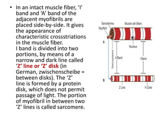 MUSCULAR SYSTEM AND ITS COMPONENTS | PPTX