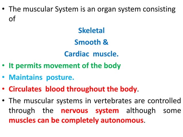 MUSCULAR SYSTEM AND ITS COMPONENTS | PPTX | Physical Therapy | Wellness