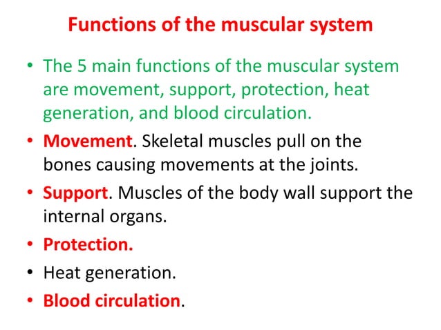 MUSCULAR SYSTEM AND ITS COMPONENTS | PPTX | Physical Therapy | Wellness