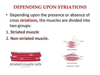 MUSCULAR SYSTEM AND ITS COMPONENTS | PPTX