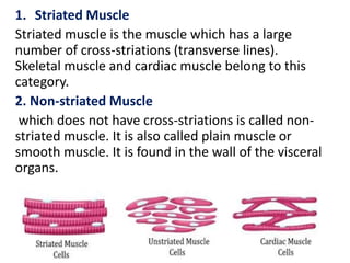 MUSCULAR SYSTEM AND ITS COMPONENTS | PPTX