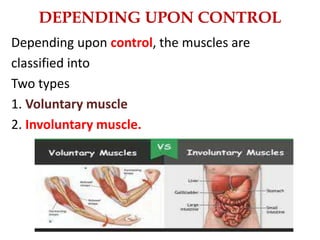 MUSCULAR SYSTEM AND ITS COMPONENTS | PPTX