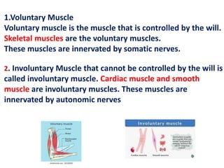 MUSCULAR SYSTEM AND ITS COMPONENTS | PPTX