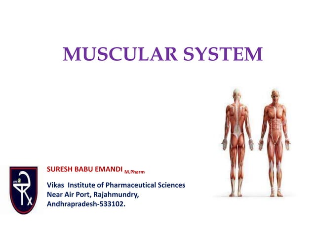MUSCULAR SYSTEM AND ITS COMPONENTS | PPT