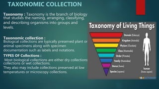 Taxonomic collection | PPTX | Biological Sciences | Science