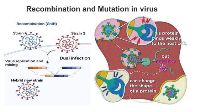 Origin and evolution of virus .pptx