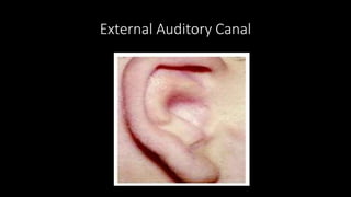 Auricular reconstruction.pptx