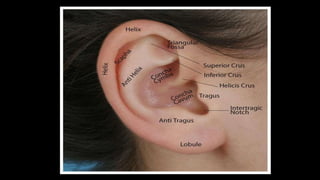 Auricular reconstruction.pptx