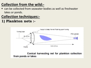 Collection and isolation of live food organisms | PPT