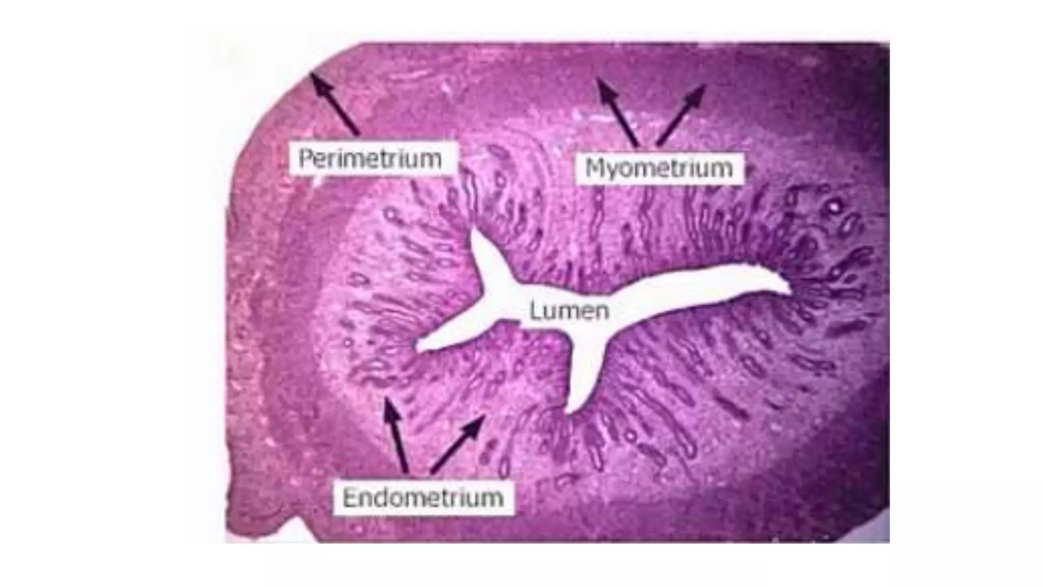 Histology of Female Reproductive System.pptx