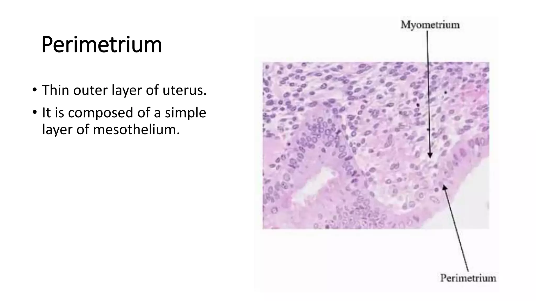 Histology of Female Reproductive System.pptx