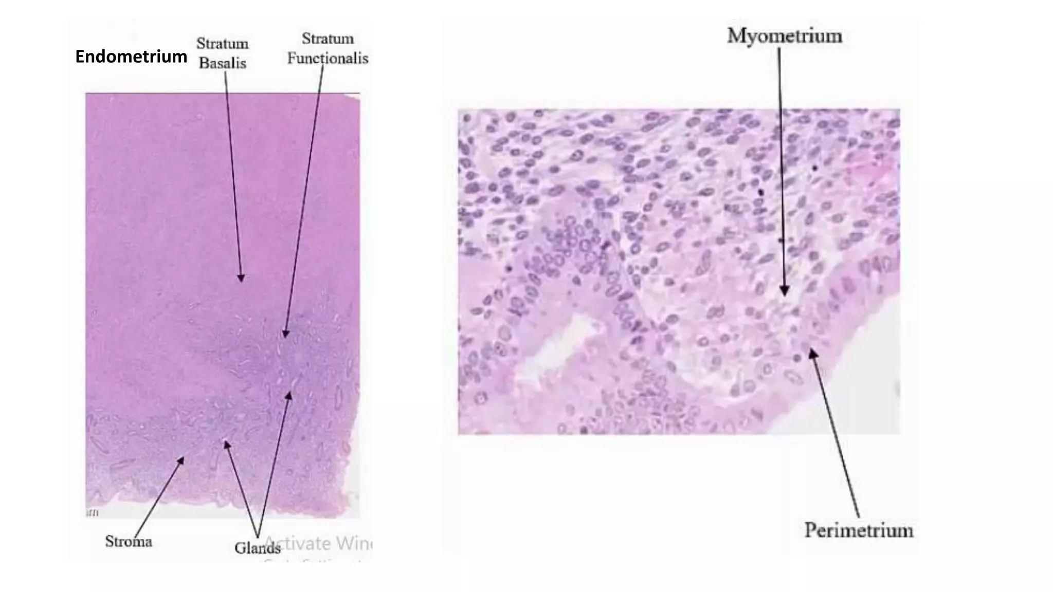 Histology of Female Reproductive System.pptx