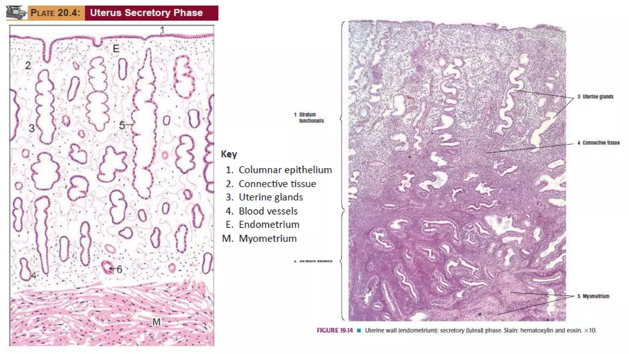 Histology of Female Reproductive System.pptx