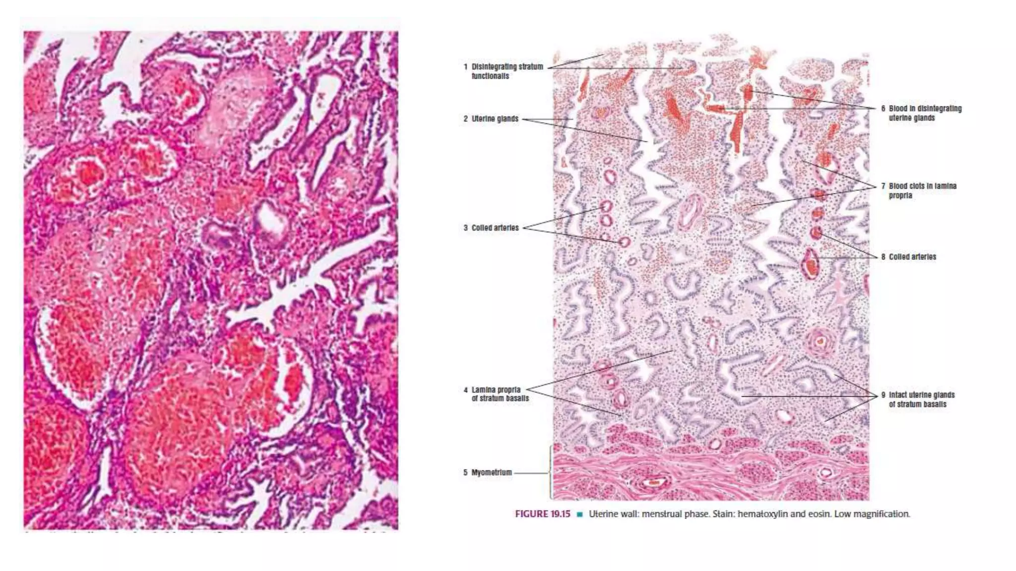 Histology of Female Reproductive System.pptx