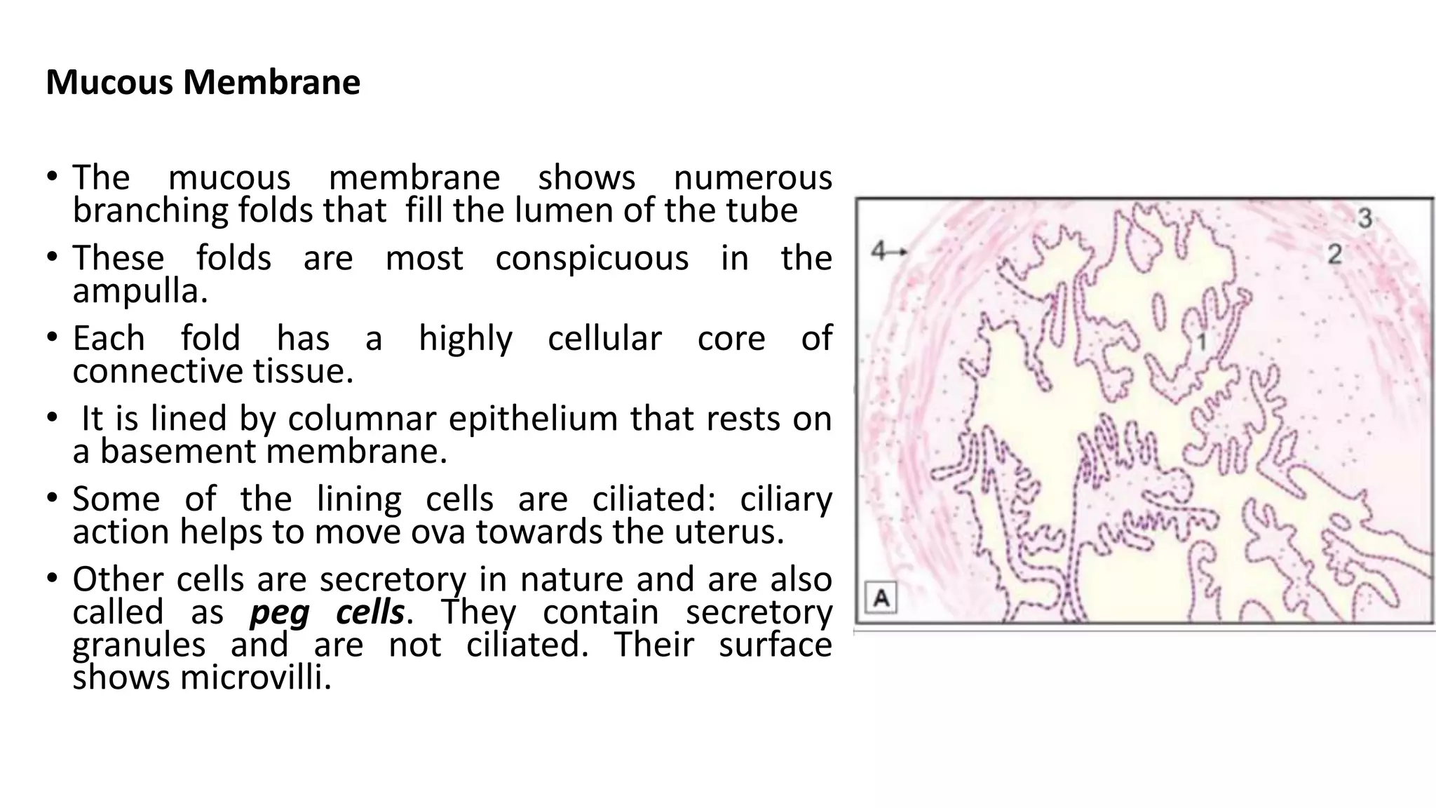 Histology of Female Reproductive System.pptx