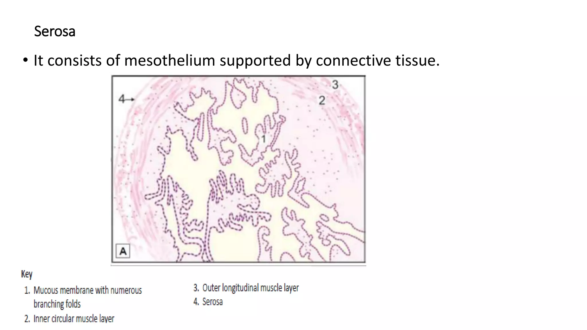Histology of Female Reproductive System.pptx
