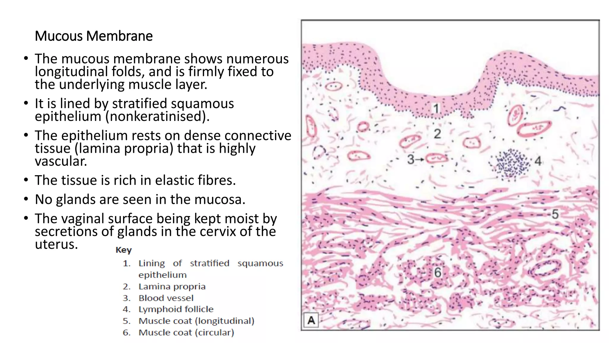 Histology of Female Reproductive System.pptx