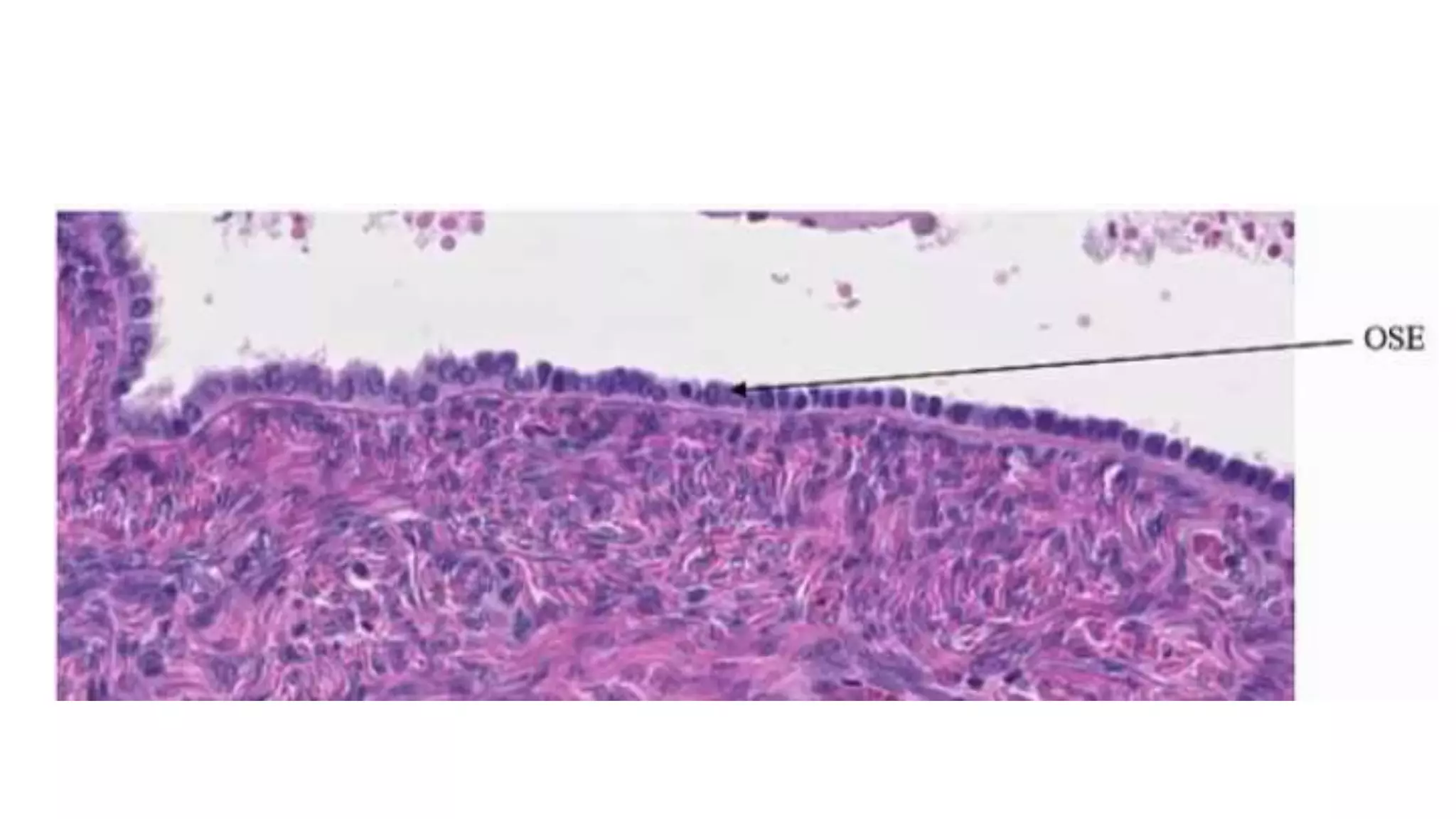 Histology of Female Reproductive System.pptx