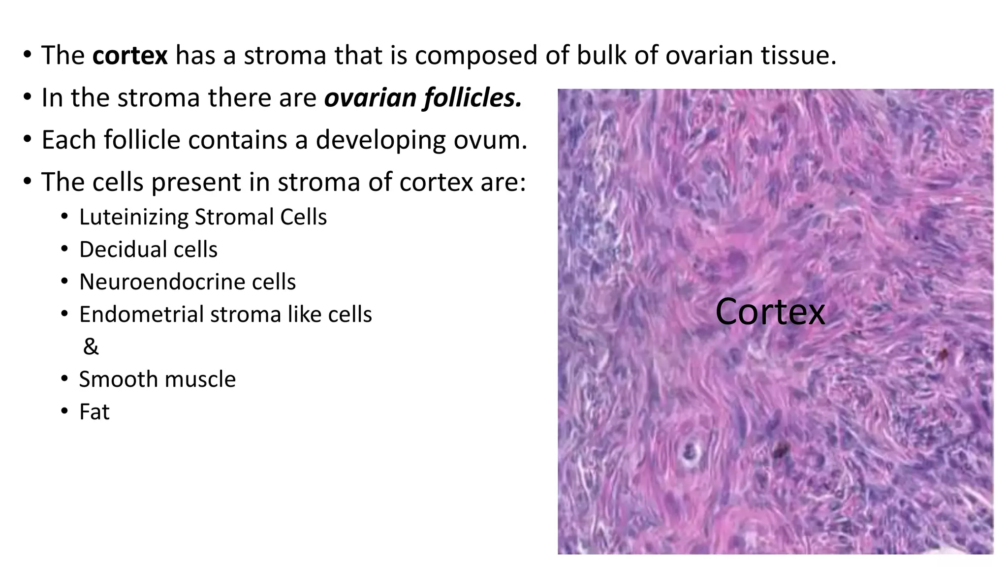 Histology of Female Reproductive System.pptx
