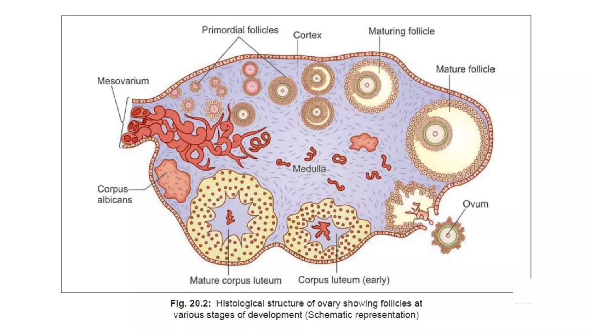 Histology of Female Reproductive System.pptx