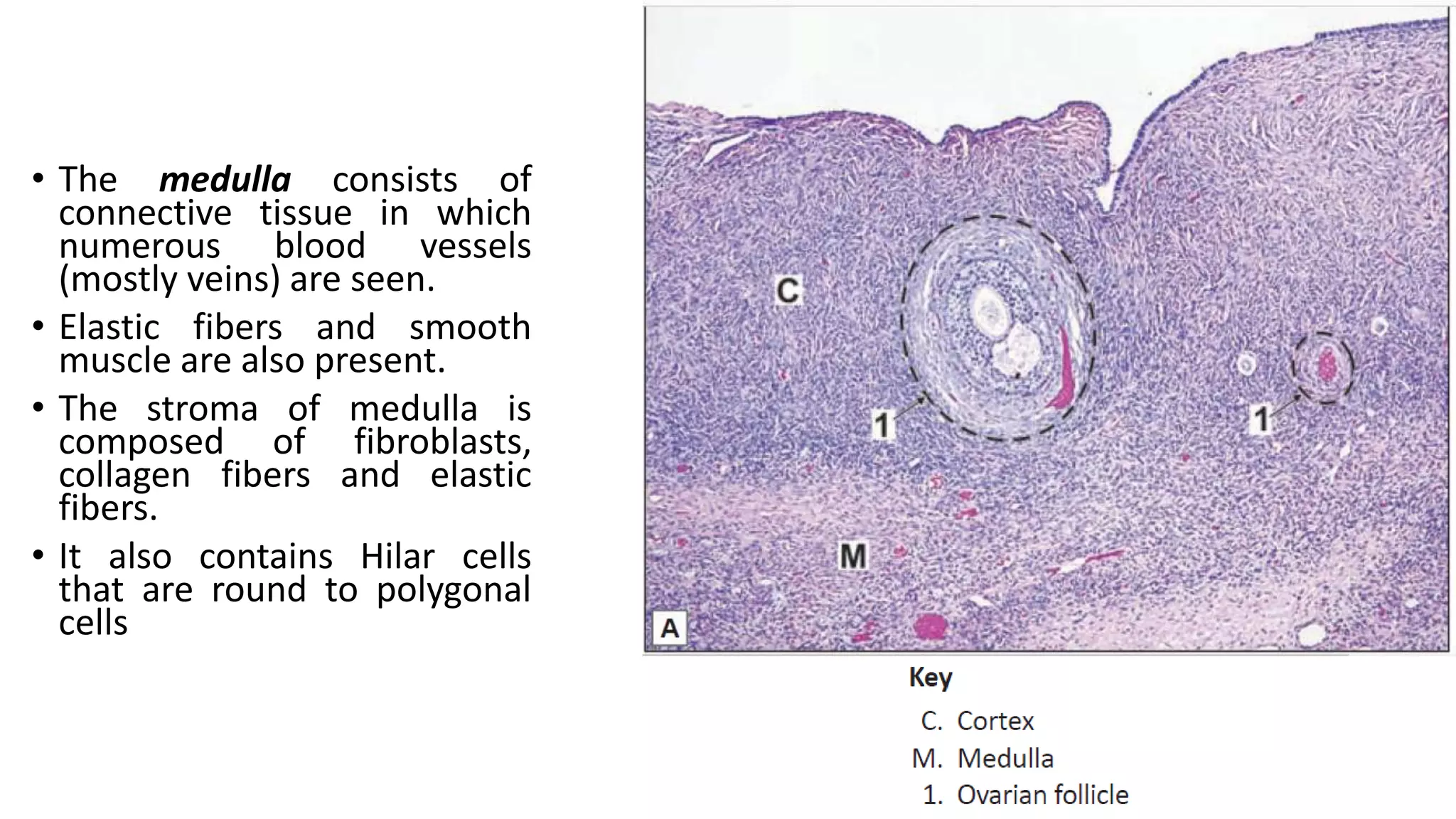 Histology of Female Reproductive System.pptx