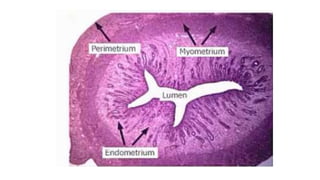 Histology of Female Reproductive System.pptx