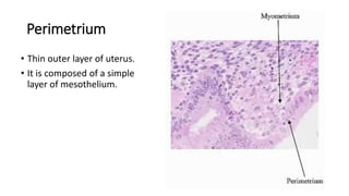 Histology of Female Reproductive System.pptx