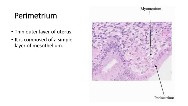 Histology of Female Reproductive System.pptx