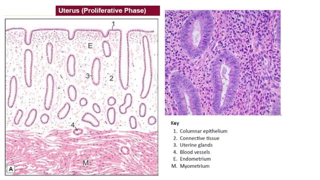 Histology Of Female Reproductive System Pptx