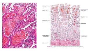 Histology of Female Reproductive System.pptx