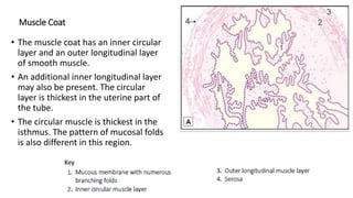 Histology of Female Reproductive System.pptx