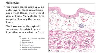 Histology of Female Reproductive System.pptx