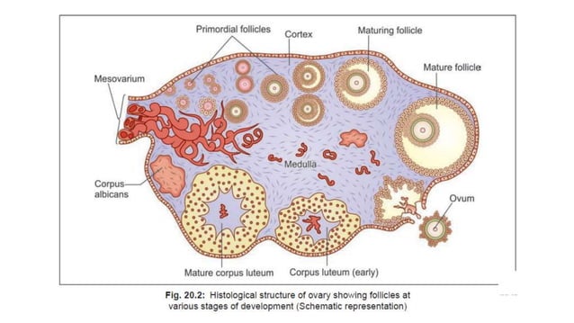 Histology of Female Reproductive System.pptx