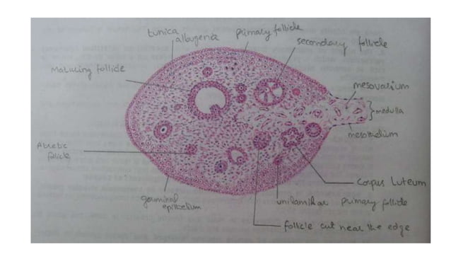 Histology of Female Reproductive System.pptx