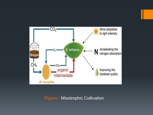 Microalgae Cultivation Methods | PPT