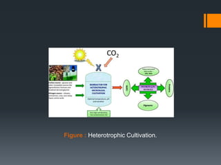 Microalgae Cultivation Methods | PPTX