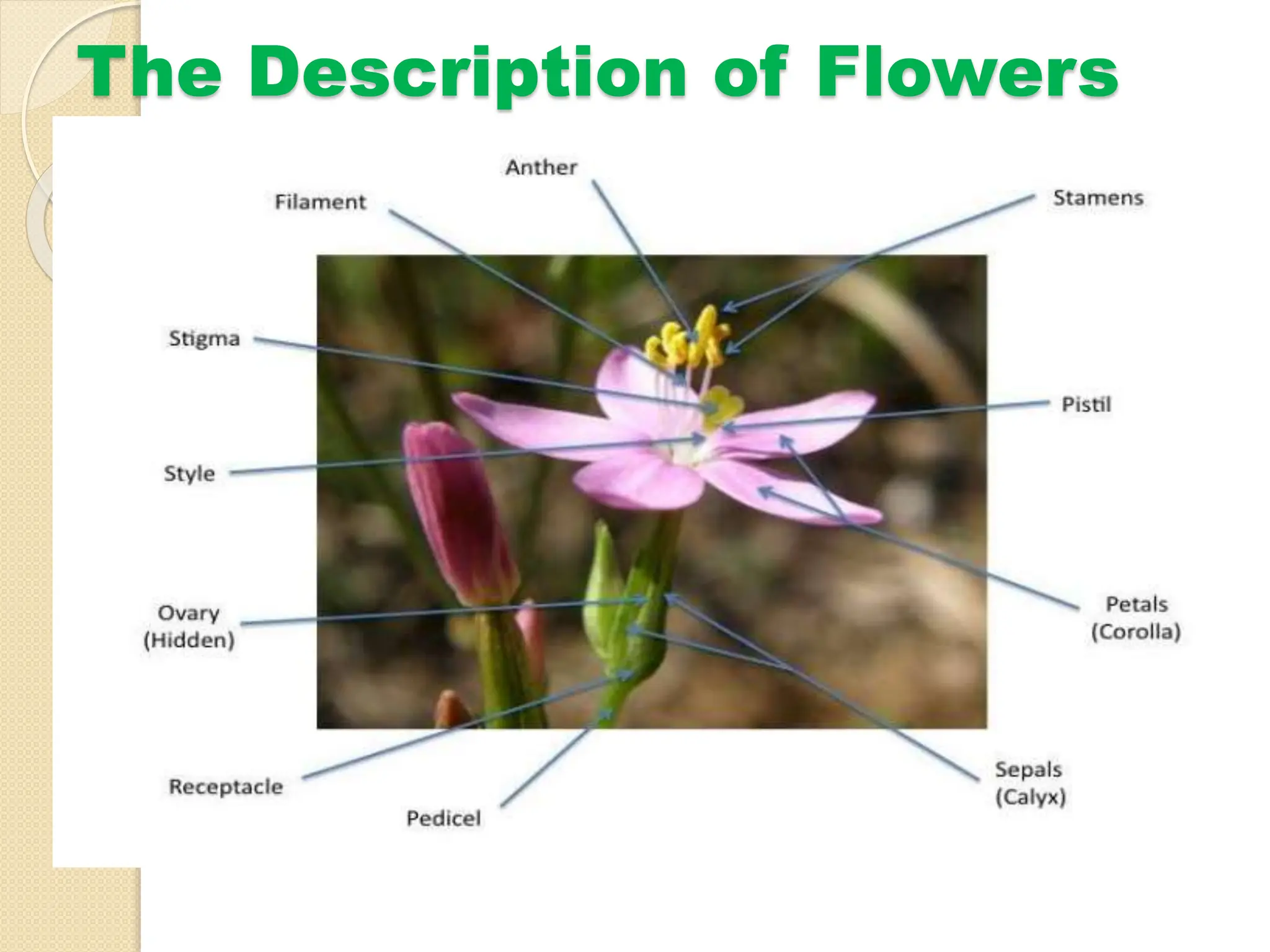 Description of flowering plants in botanical terms in relation to ...