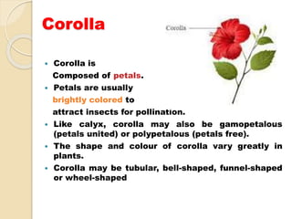 Description of flowering plants in botanical terms in relation to ...