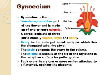 Description of flowering plants in botanical terms in relation to ...