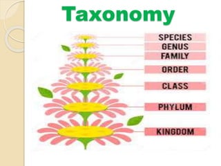 Description of flowering plants in botanical terms in relation to ...