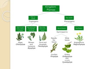 Description of flowering plants in botanical terms in relation to ...