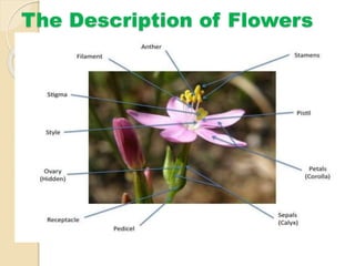 Description of flowering plants in botanical terms in relation to ...