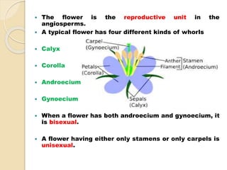 Description of flowering plants in botanical terms in relation to ...