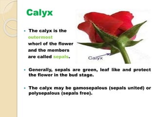 Description of flowering plants in botanical terms in relation to ...