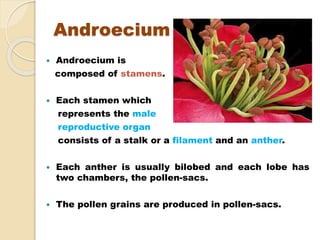 Description of flowering plants in botanical terms in relation to ...
