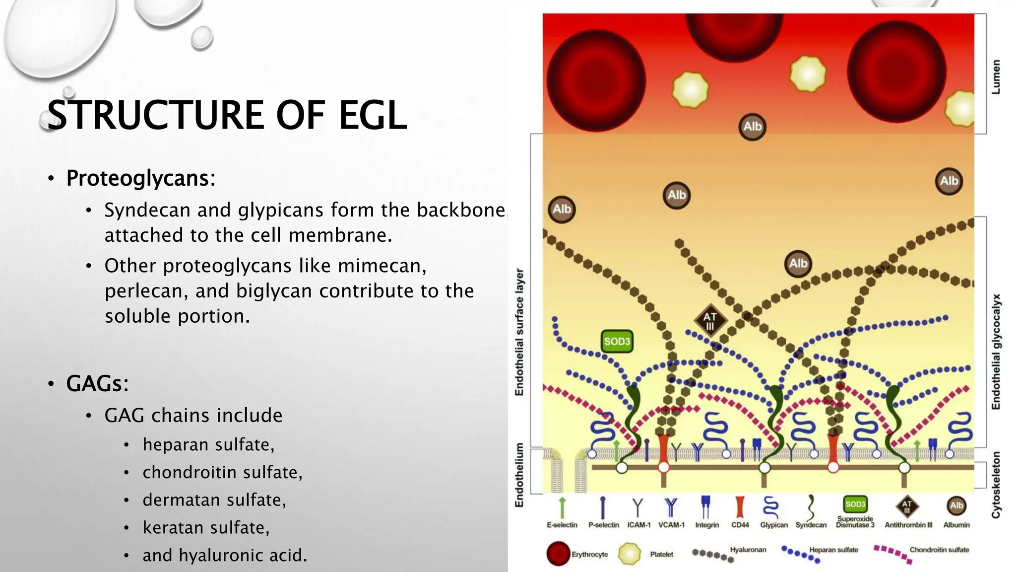 Endothelial Glycocalyx (EGL) and Fluid Management | PPTX