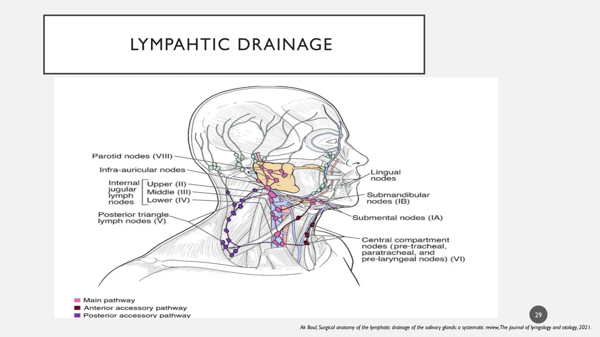 Parotid gland anatomy, surgical anatomy, disease | PPTX